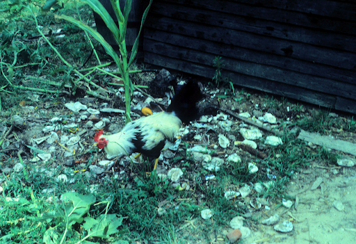 Tales of the Dunghill Fowl – Historic St. Mary's City - A Museum of ...