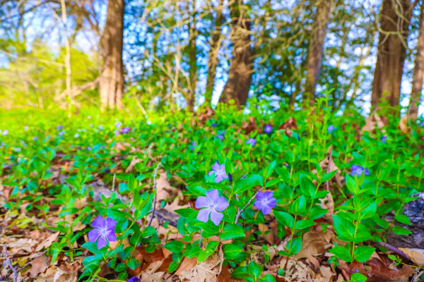 Spring Opening Celebration