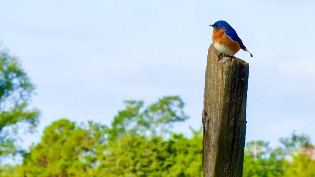 Members Event - Join the Bluebird Movement!